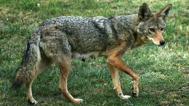 SC BOUNTY ON COYOTES: SC lawmaker introduces new bill placing $75 ...