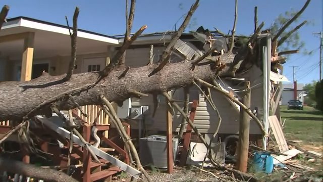 VULNERABLE TREES: Arborist addresses vulnerable trees ahead of storm ...