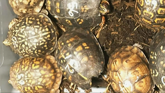 POACHING TURTLES: DNR: Turtle poacher was shipping hundreds of animals ...